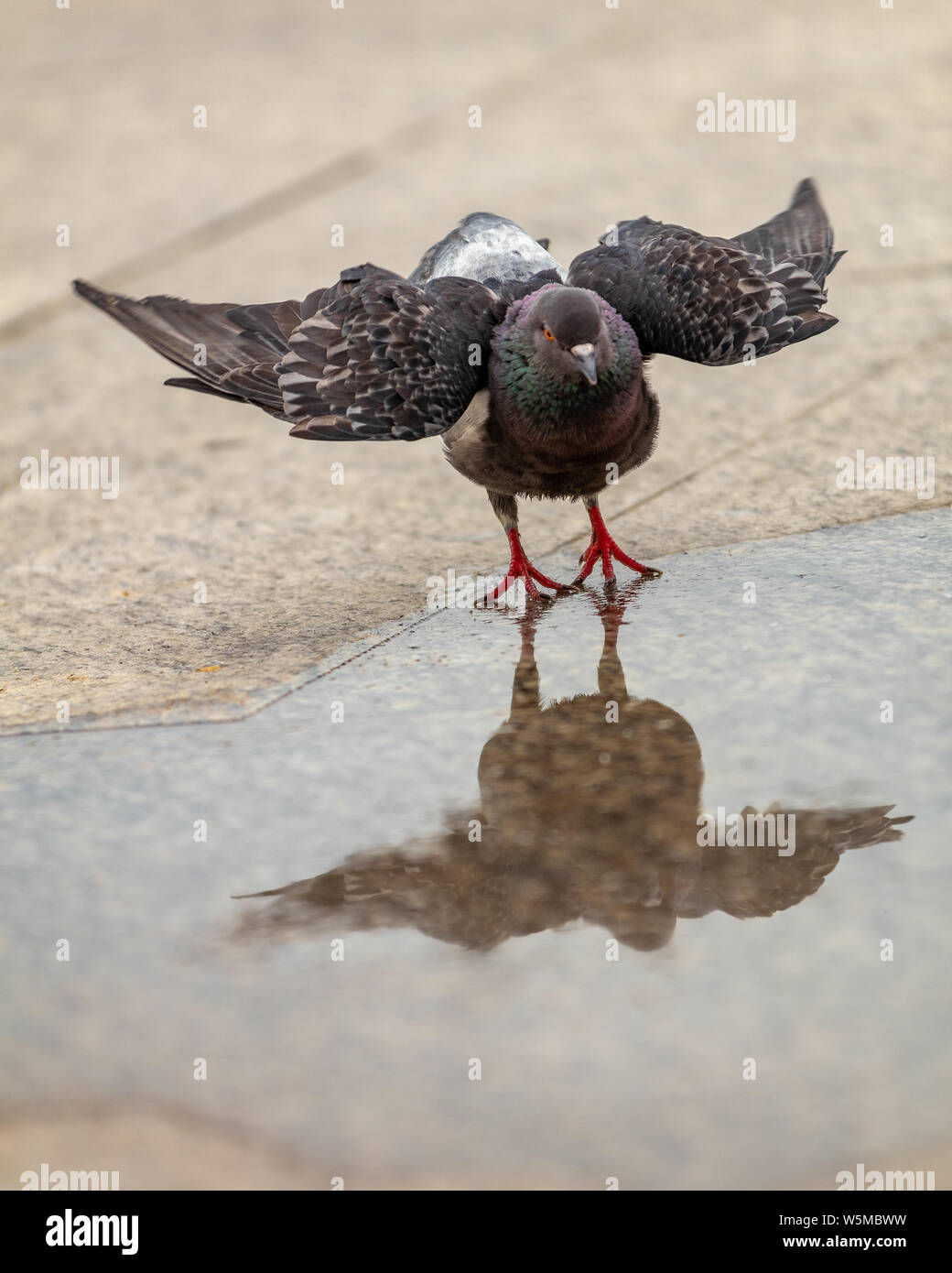 Pigeon photo frame hi-res stock photography and images - Alamy