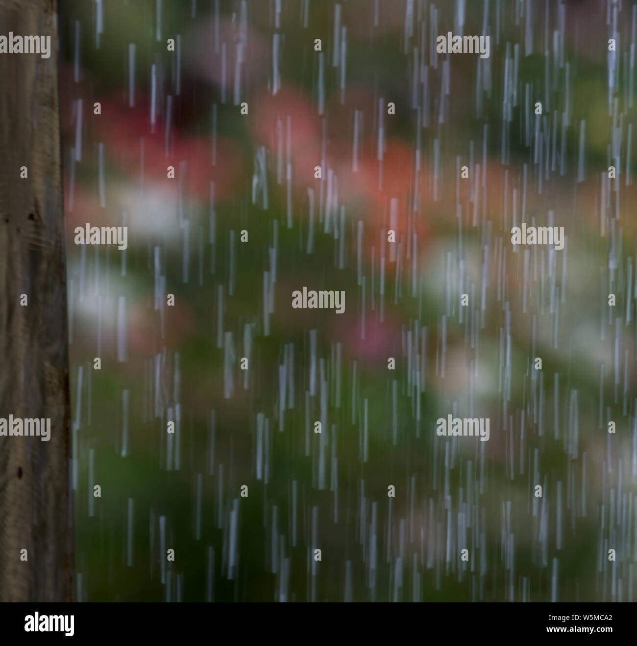 Rain with slow shutter foreground shallow depth of field floral ...