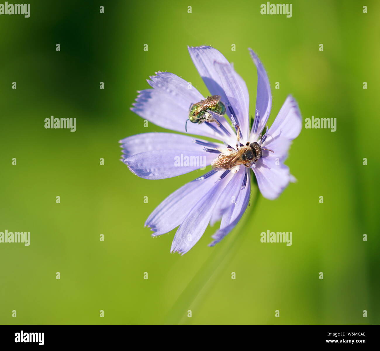 Wildflowers bees hi-res stock photography and images - Alamy