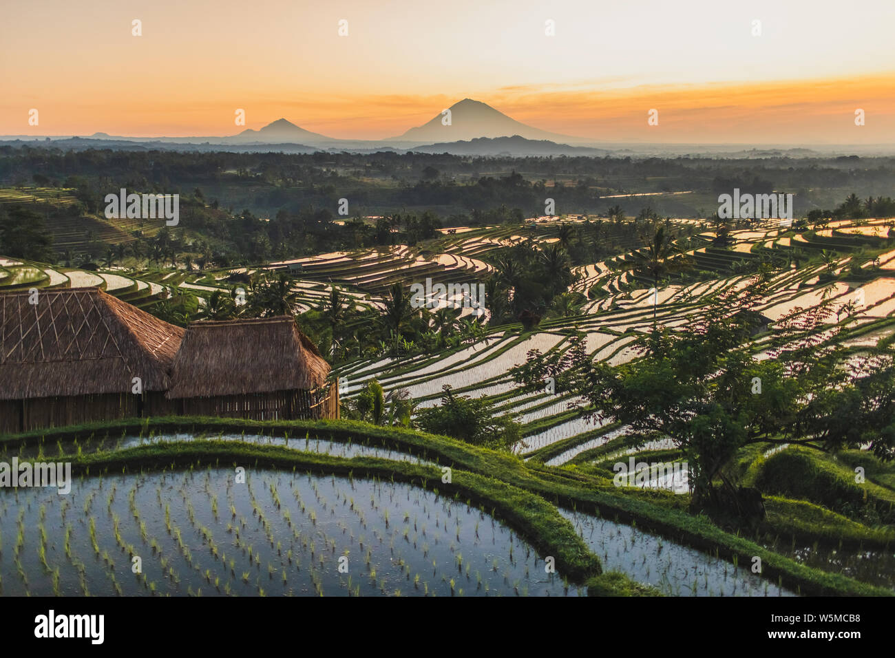 Famous Bali landmark Jatiluwih rice terraces. Beautiful sunrise view of ...