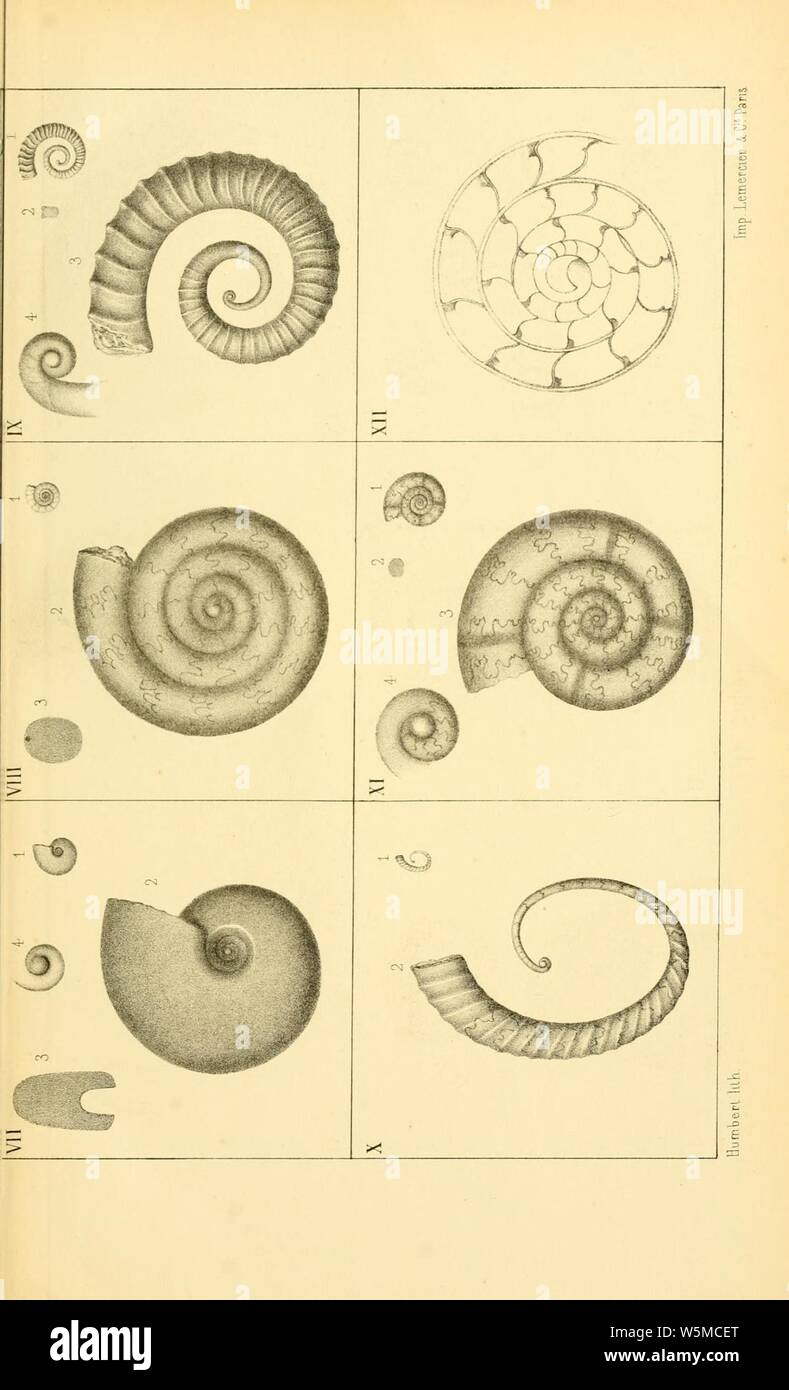 Cephalopodes hi-res stock photography and images - Alamy