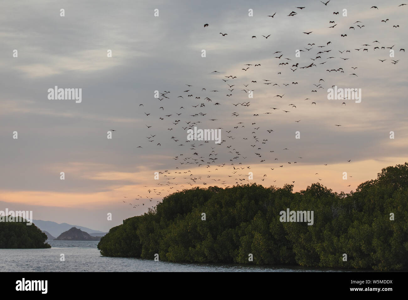 Giant flying fox bat pteropus hi-res stock photography and images - Alamy