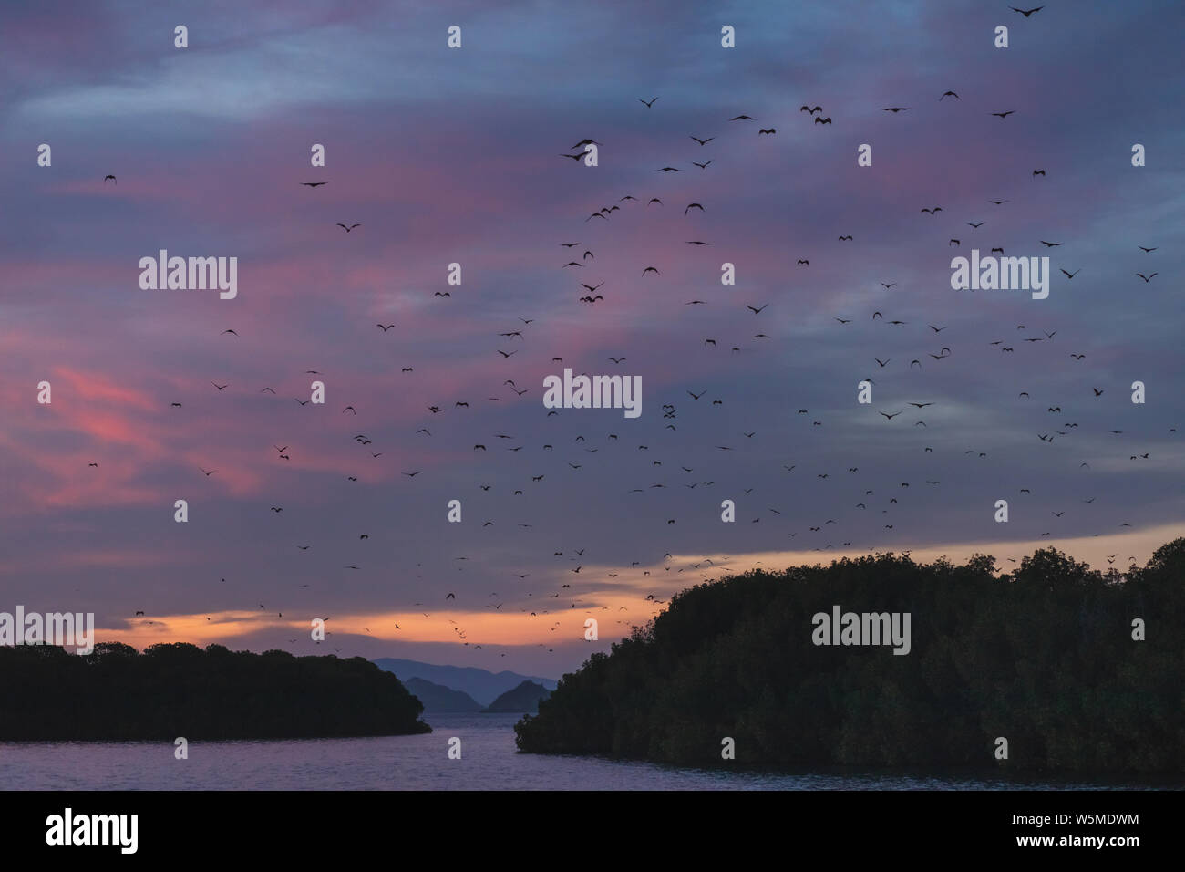 Fox bat flying in the sunset sky. Island flying fox or variable flying ...