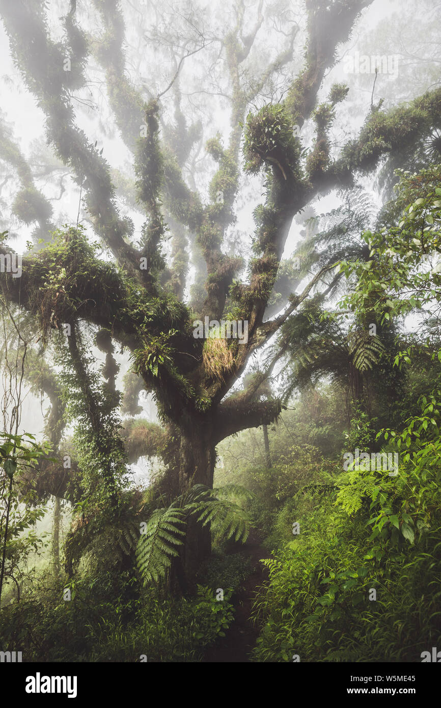 Mystical forest. Huge old tree covered with fern and plant parasite in ...