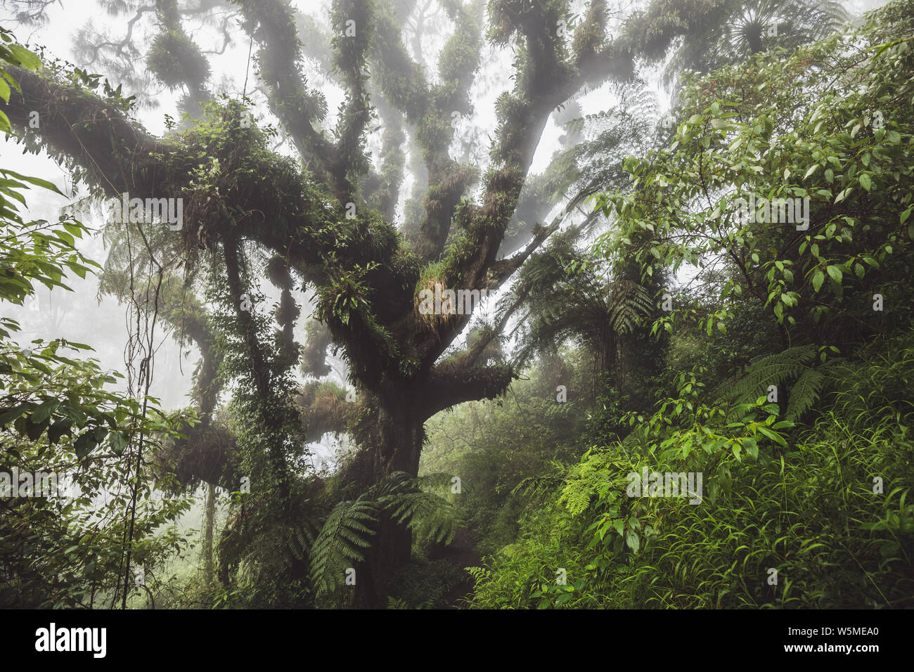 Mystical forest. Huge old tree covered with fern and plant parasite in ...