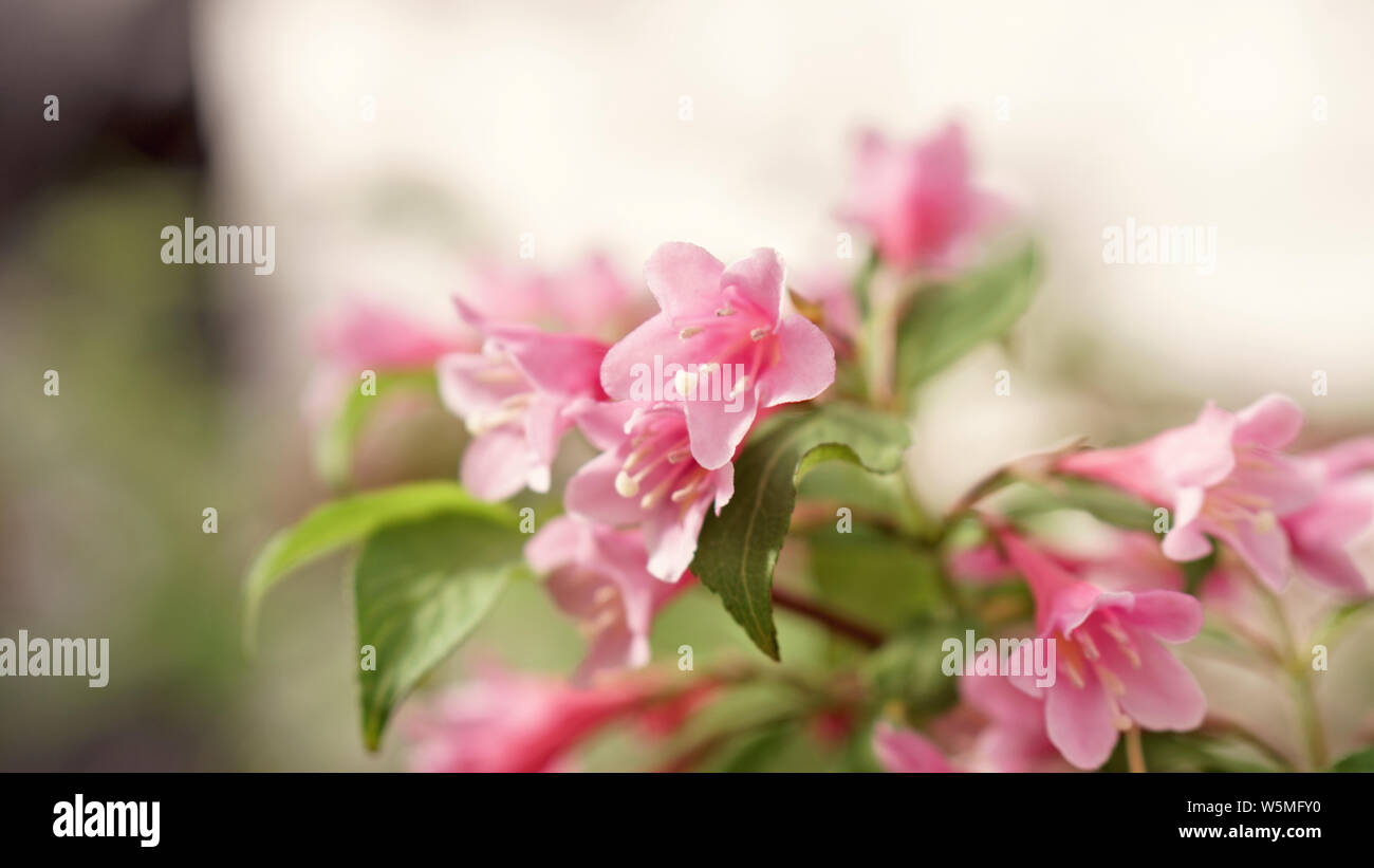 Abstract flower background. Flowers made with color filters. Toned ...