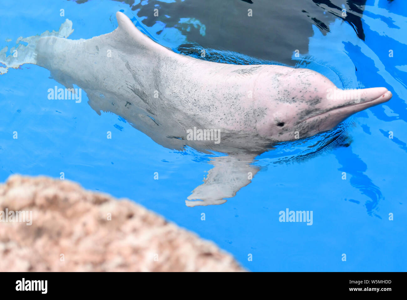 Chinese white dolphin hi-res stock photography and images - Alamy