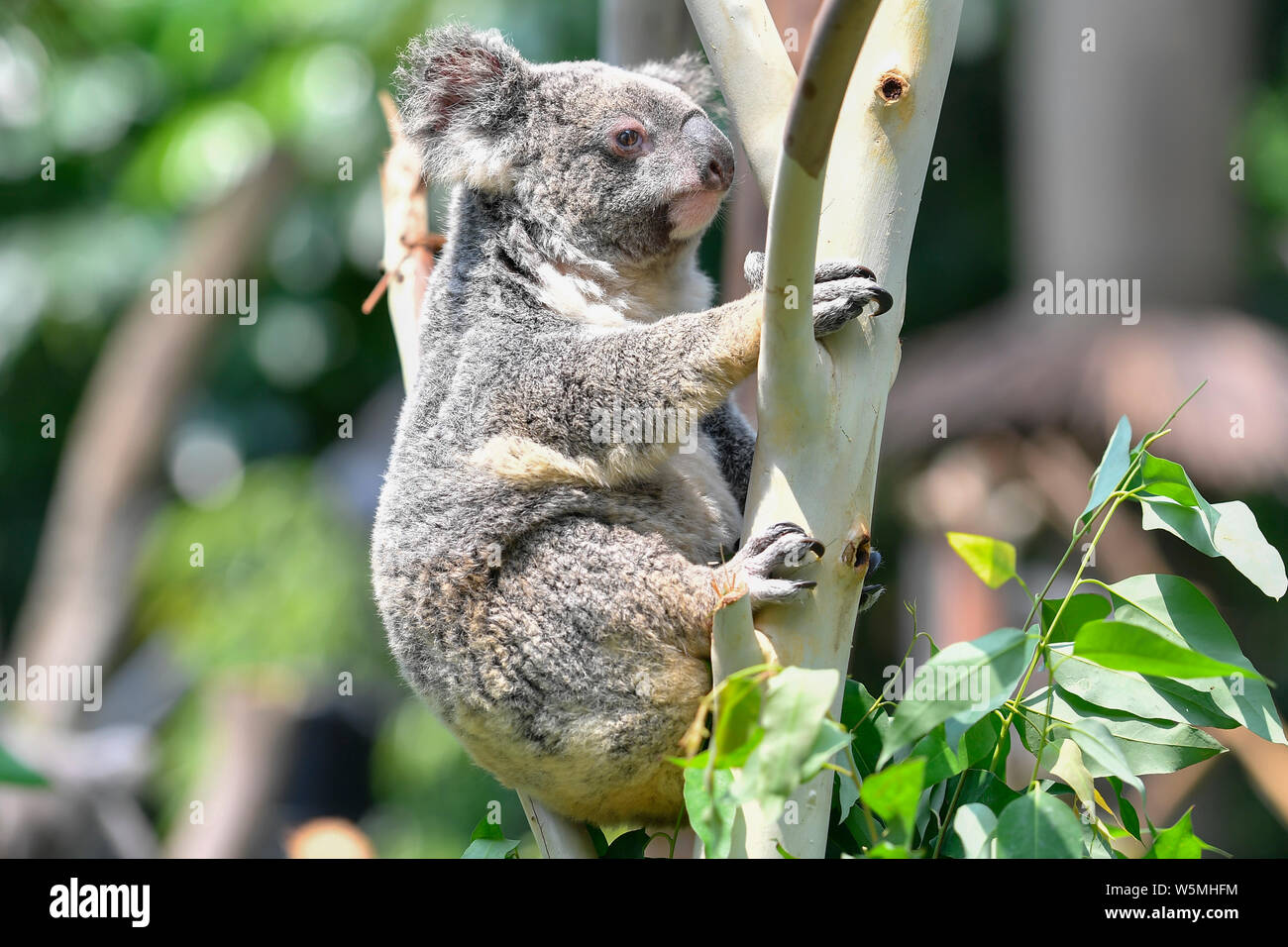 Koalas are pictured at the Guangzhou Chimelong Safari Park in Guangzhou ...