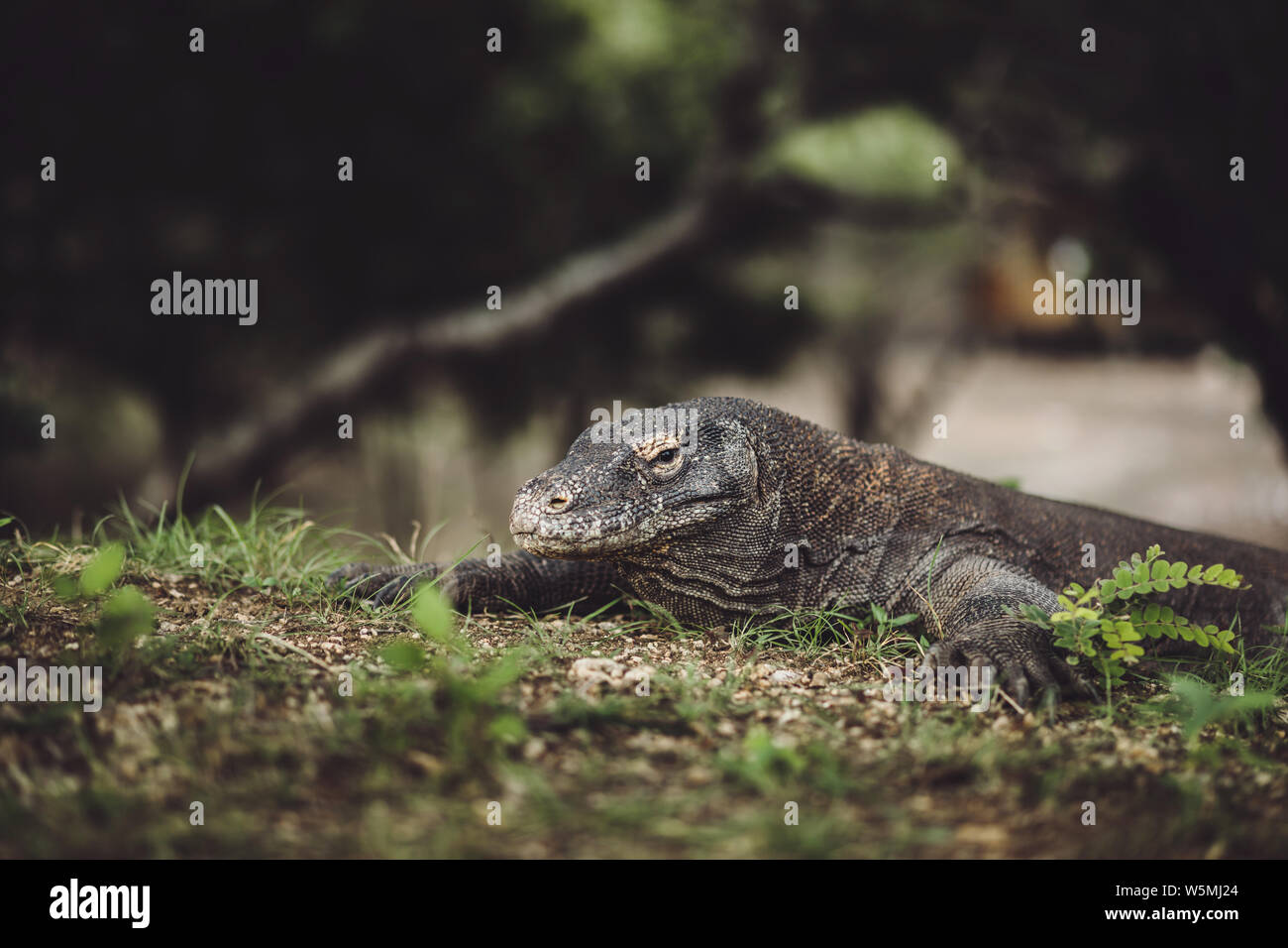 Komodo dragon close -up, scientific name: Varanus komodoensis. Natural ...