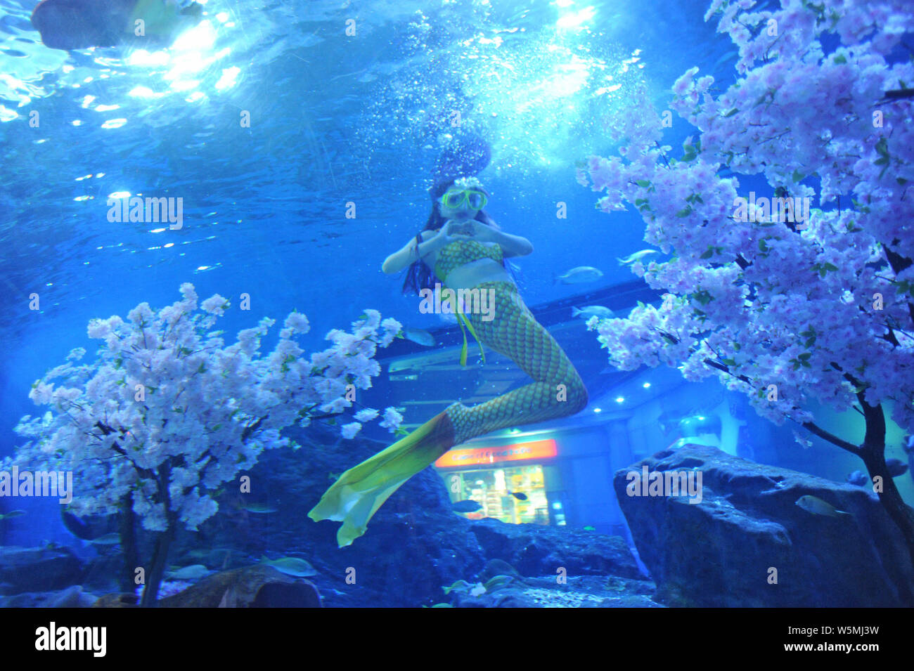 Visitors watch divers in mermaid costumes performing across the cherry ...