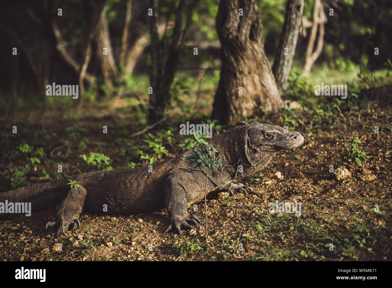 Komodo dragon close -up, scientific name: Varanus komodoensis. Natural ...