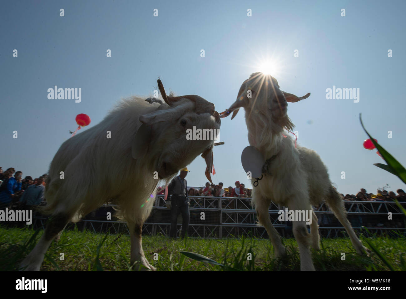 Two goats fight in a goat fighting competition in Dagong town, Hai'an ...