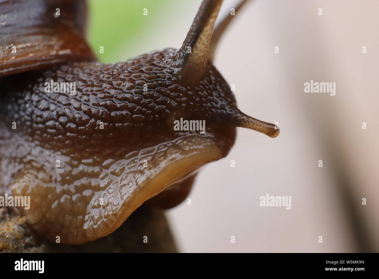 Land snail illustration hi-res stock photography and images - Alamy