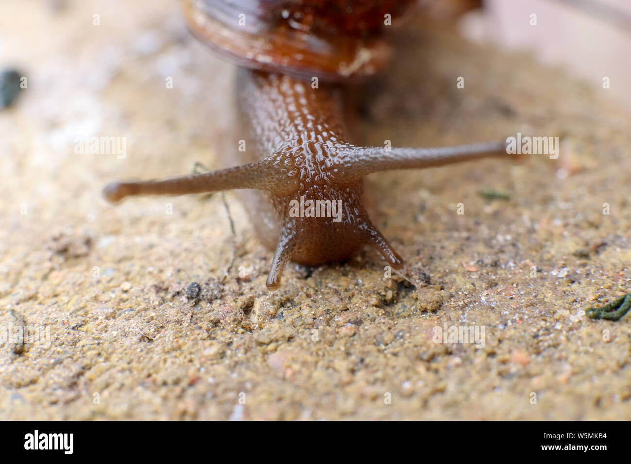 Snail head hi-res stock photography and images - Alamy