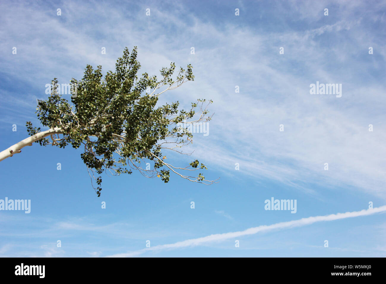 sky and tree Stock Photo - Alamy