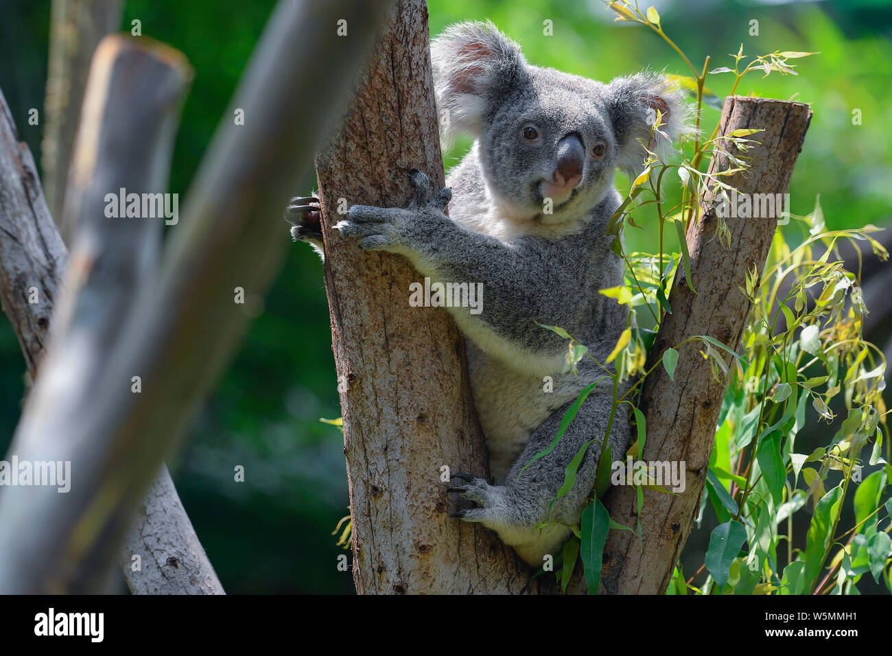 A koala is pictured at the Guangzhou Chimelong Safari Park in Guangzhou ...