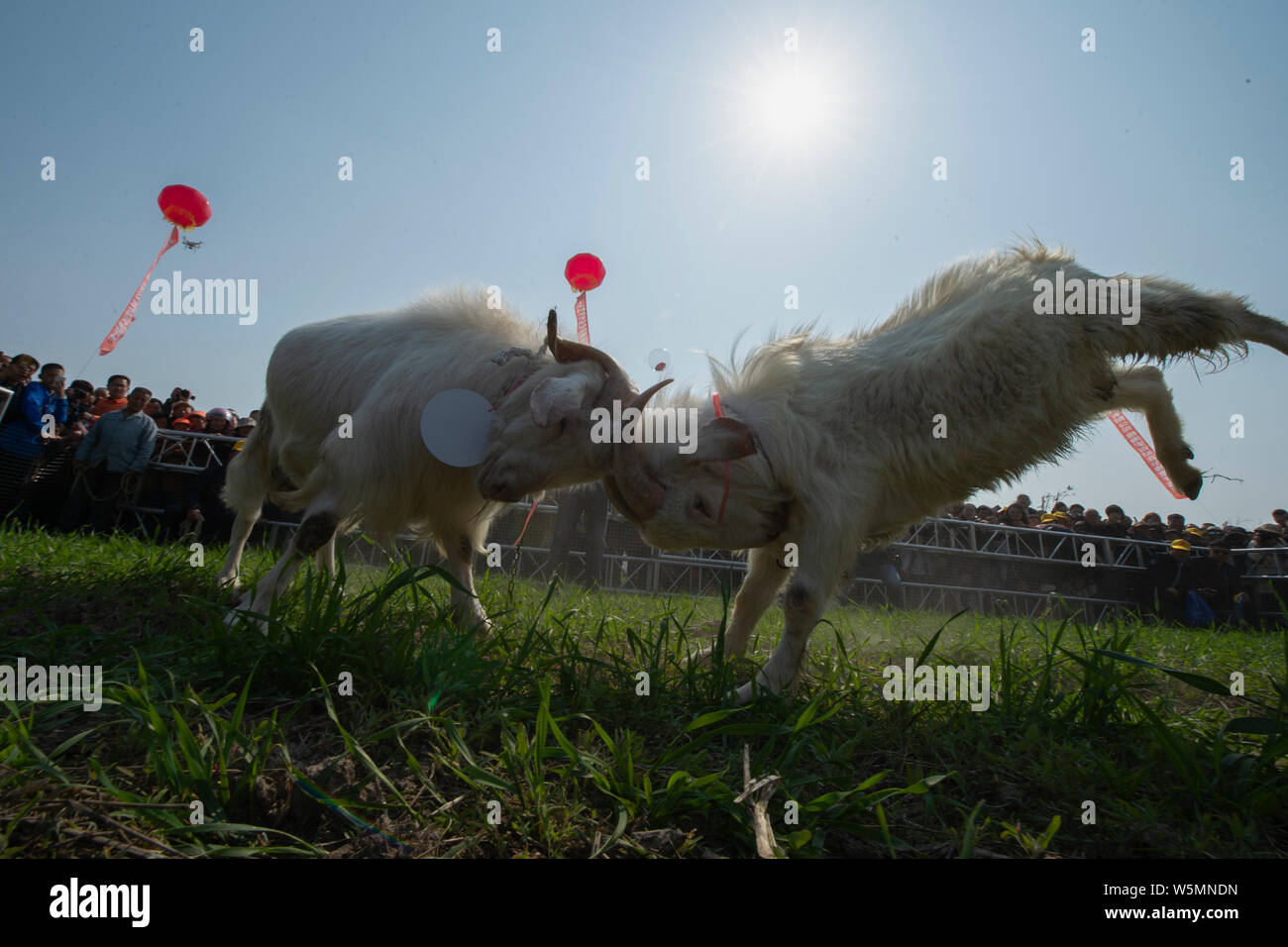 Two goats fight in a goat fighting competition in Dagong town, Hai'an ...