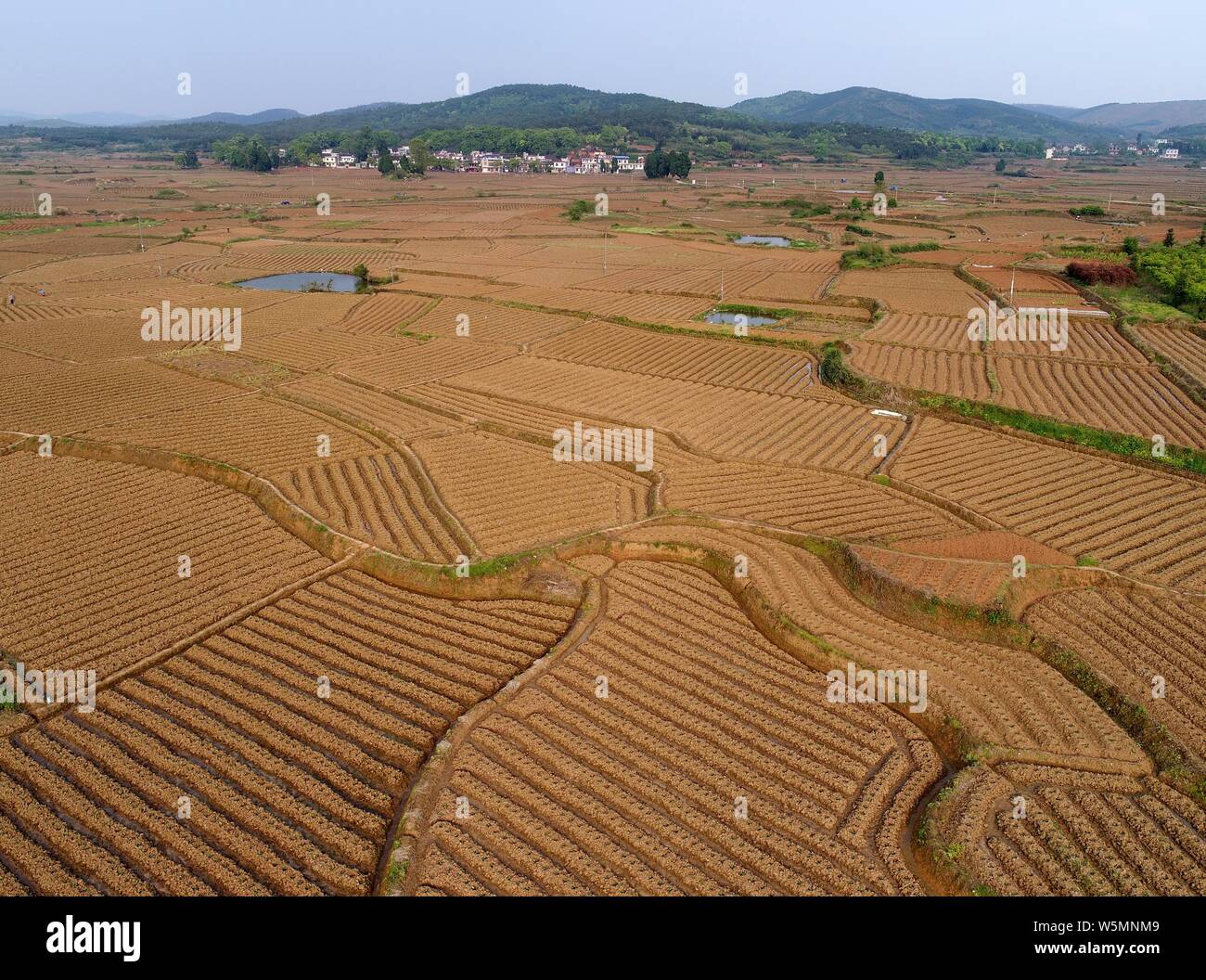 Aerial view of the tobacco fields featuring shape of fingerprint in ...