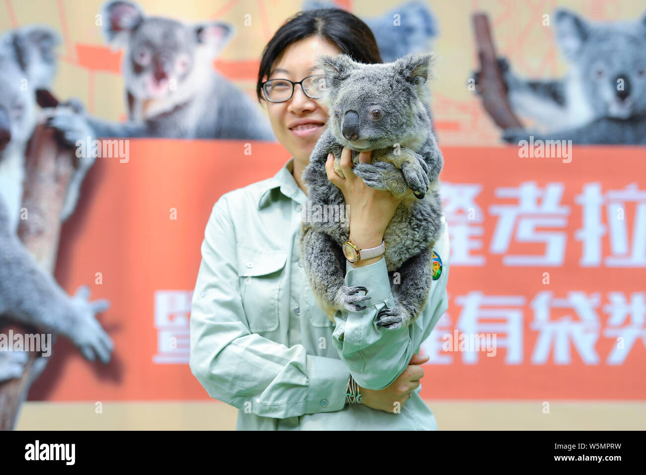 Koala china guangzhou hi-res stock photography and images - Alamy