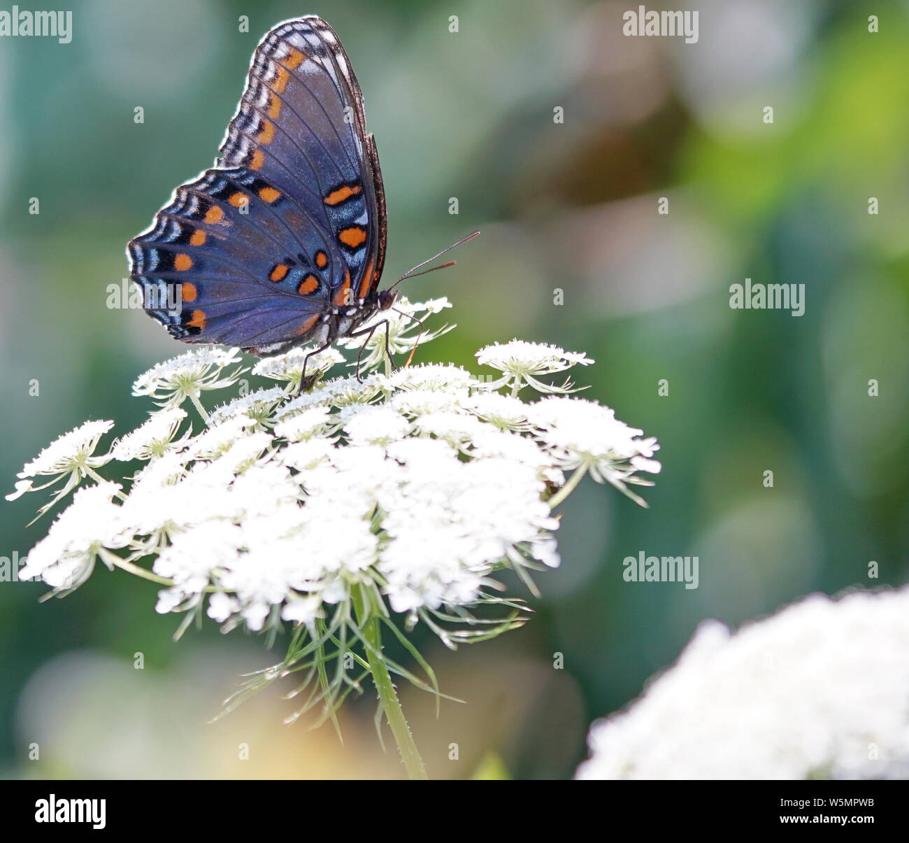 Queen swallowtail hi-res stock photography and images - Alamy