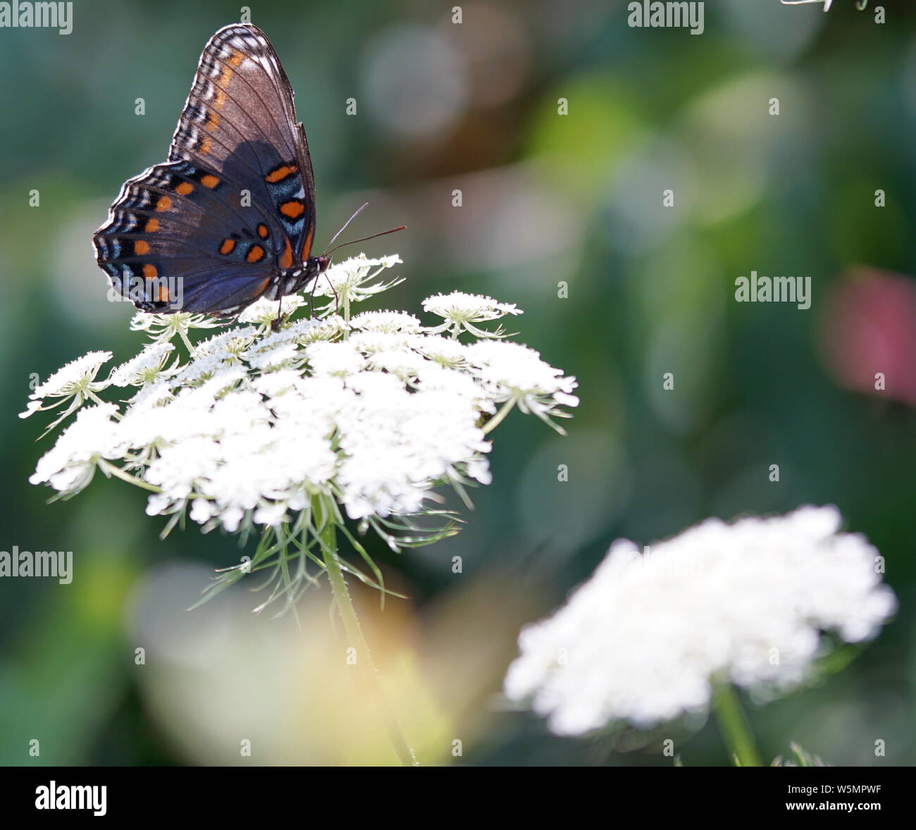 black swallowtail butterfly on queen anne's lace Stock Photo - Alamy