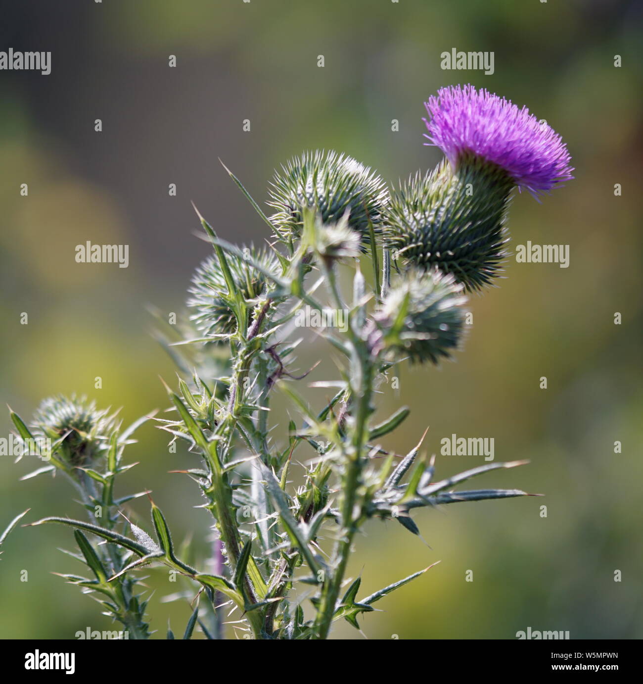 Ohio thistle hi-res stock photography and images - Alamy