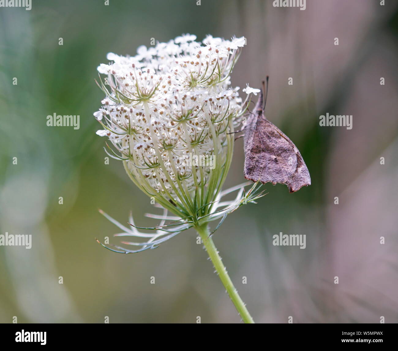 Queen butterfly flying hi-res stock photography and images - Alamy