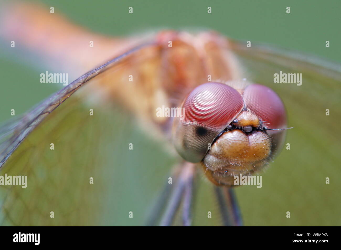 Saddlebags wings hi-res stock photography and images - Alamy