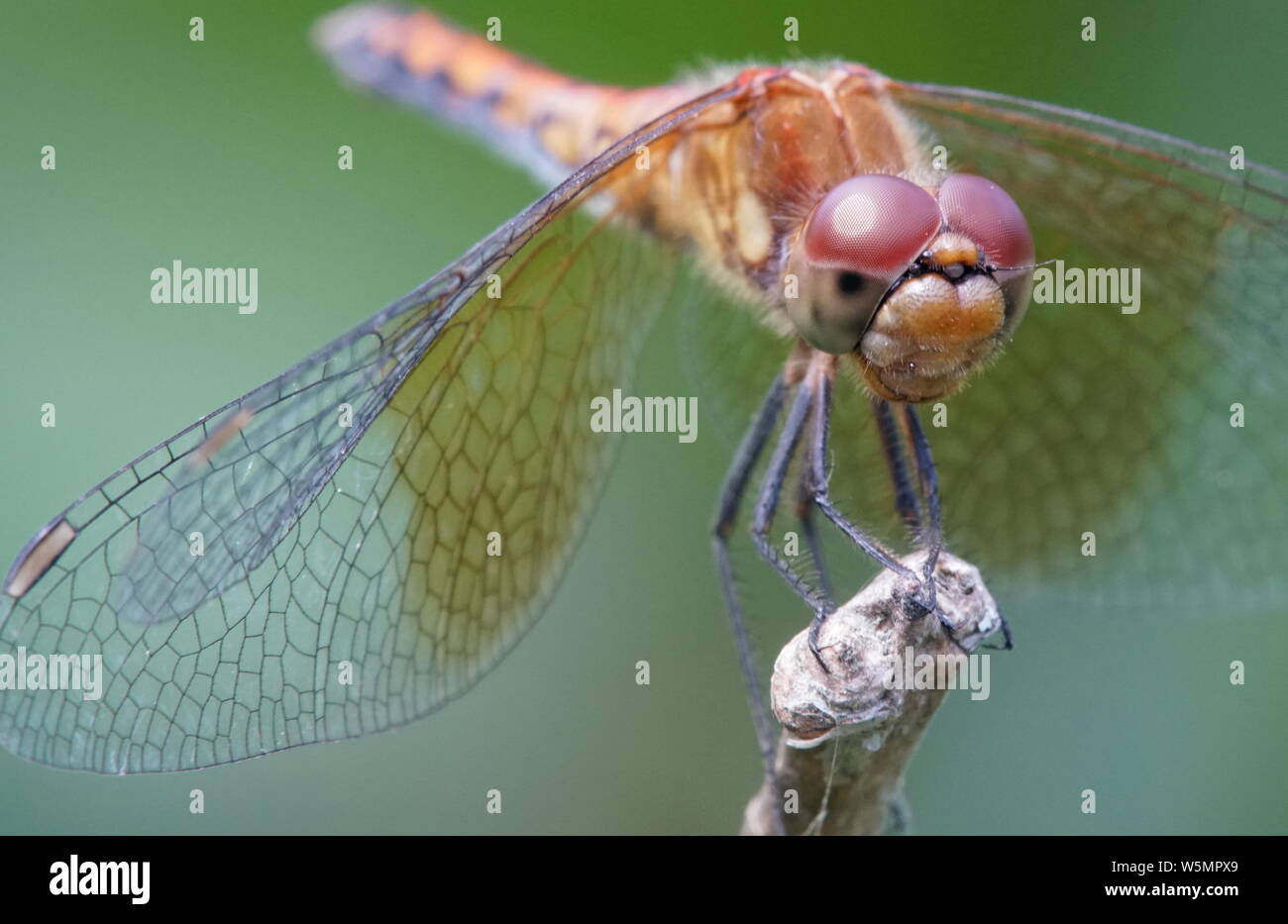Black saddlebags and dragonfly hi-res stock photography and images - Alamy