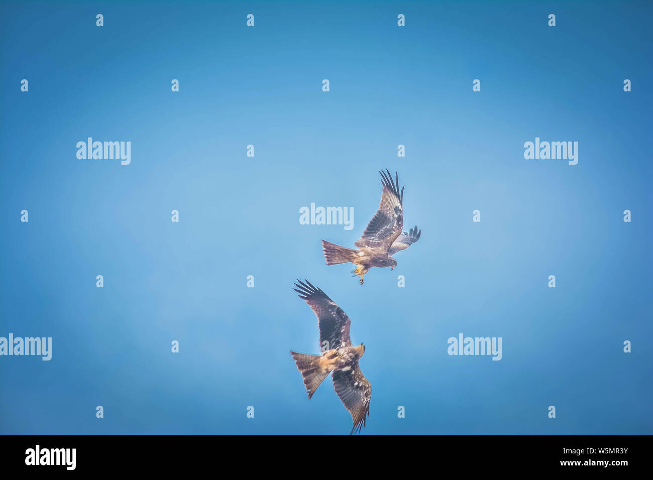 Eagle flying high in the sky Stock Photo - Alamy