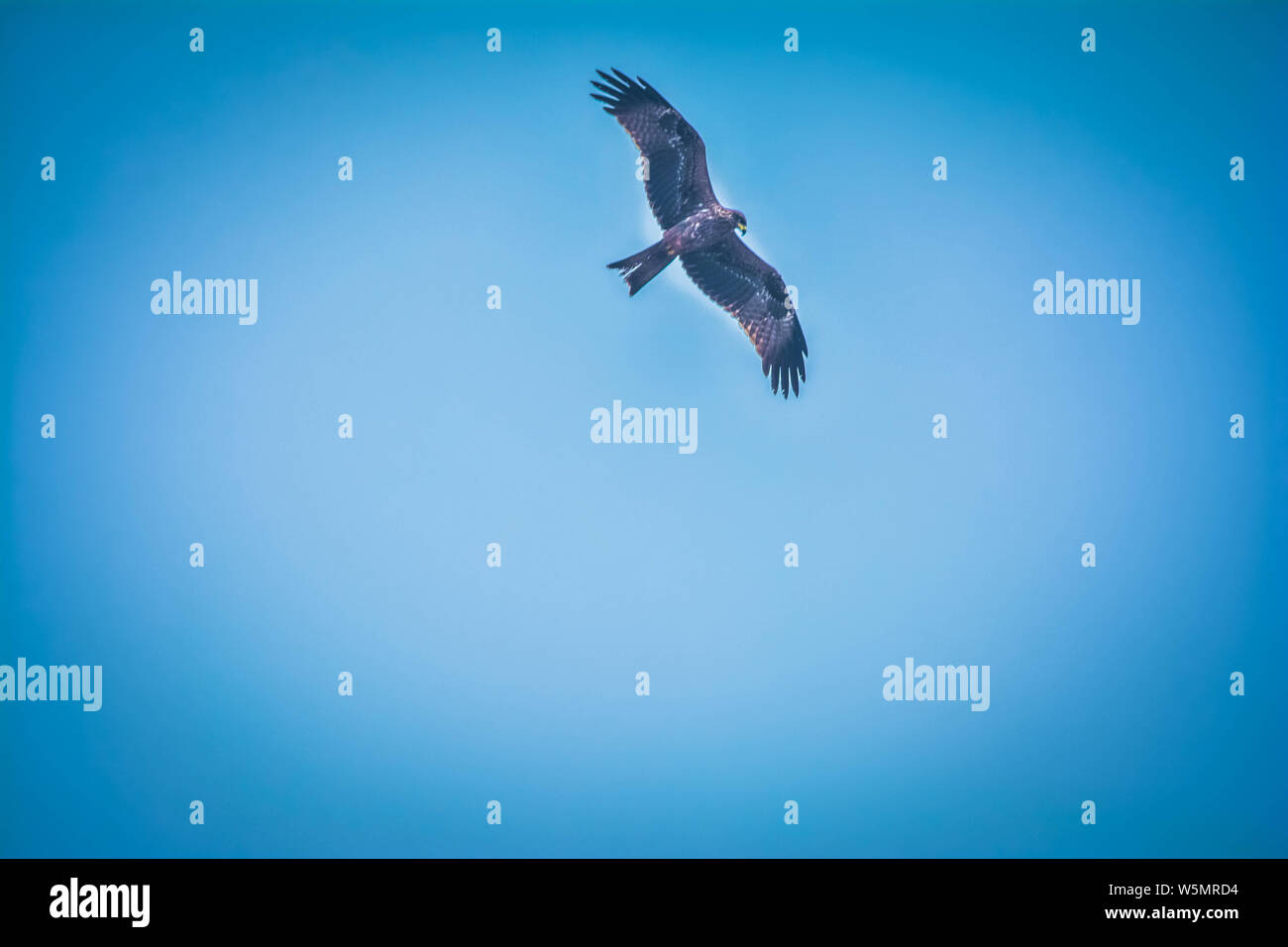 Eagle flying high in the sky Stock Photo - Alamy