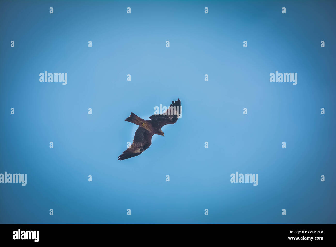 Eagle flying high in the sky Stock Photo - Alamy