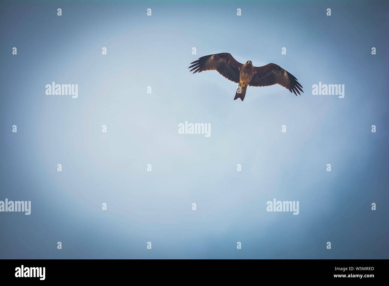 Eagle flying high in the sky Stock Photo - Alamy