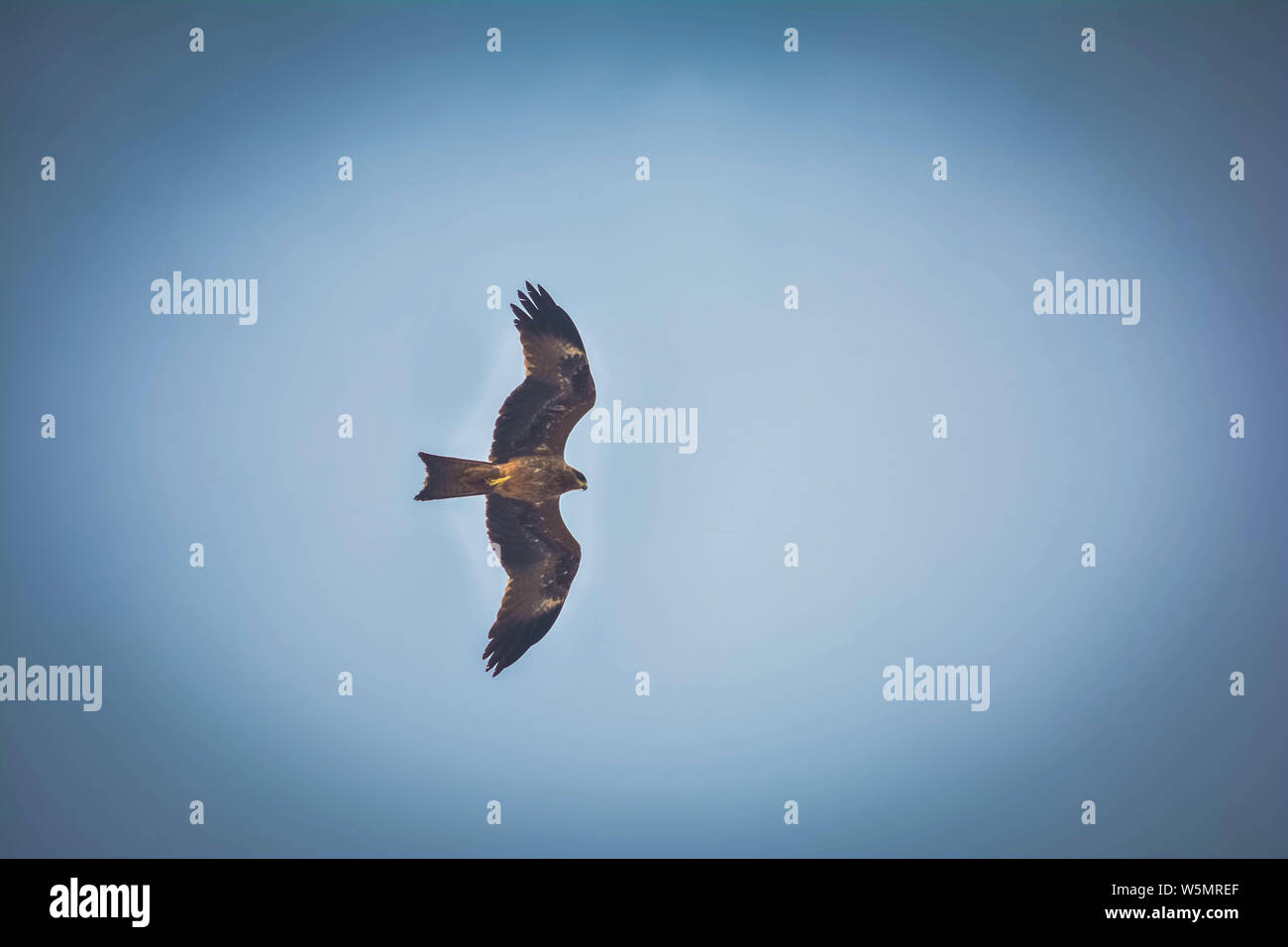 Eagle flying high in the sky Stock Photo - Alamy