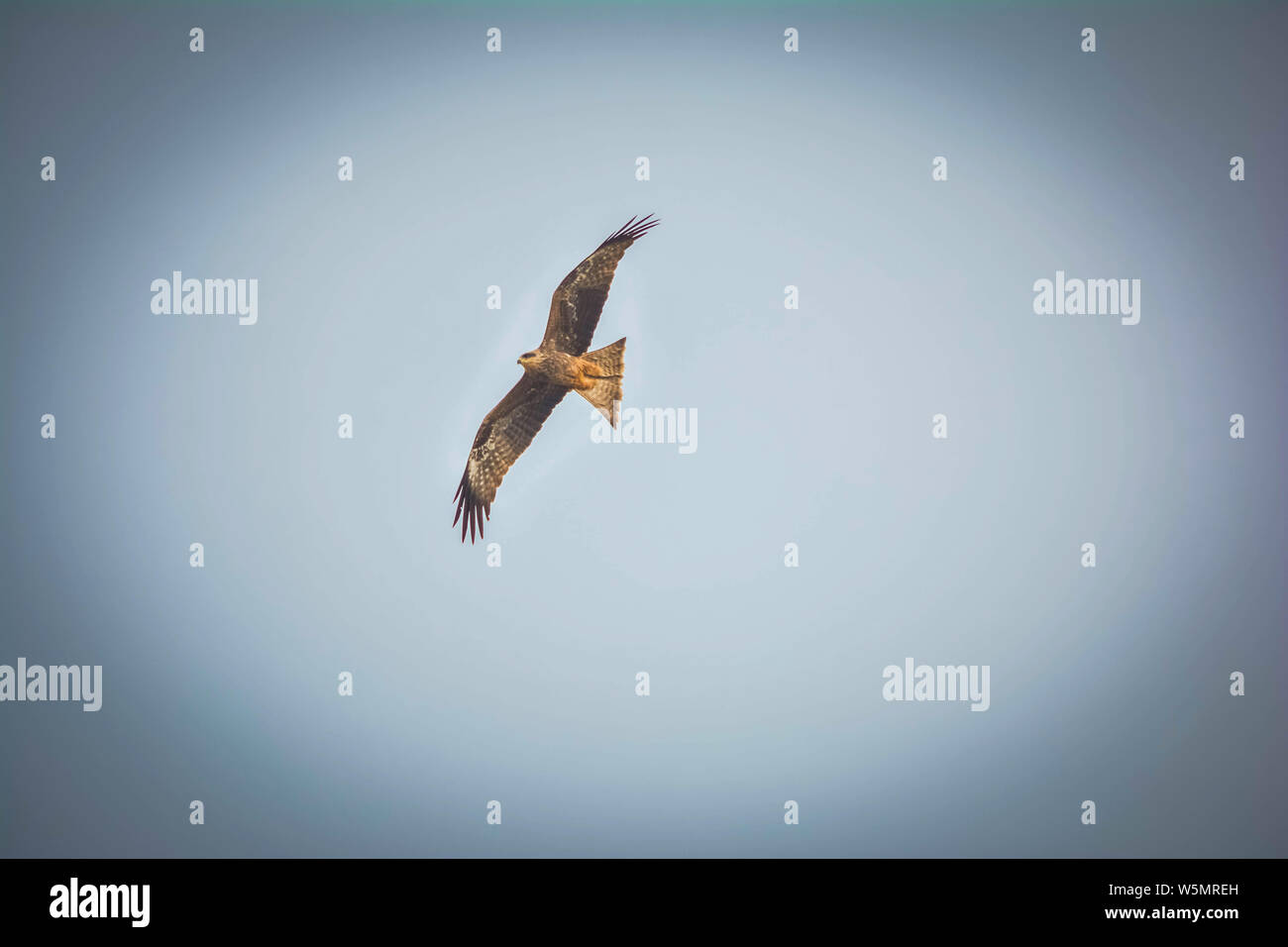 Eagle flying high in the sky Stock Photo - Alamy