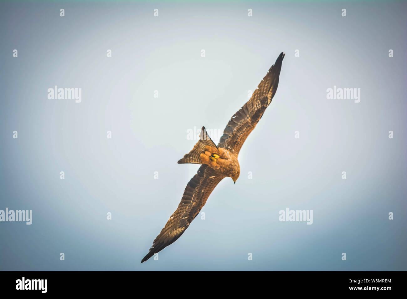 Eagle flying india hi-res stock photography and images - Alamy