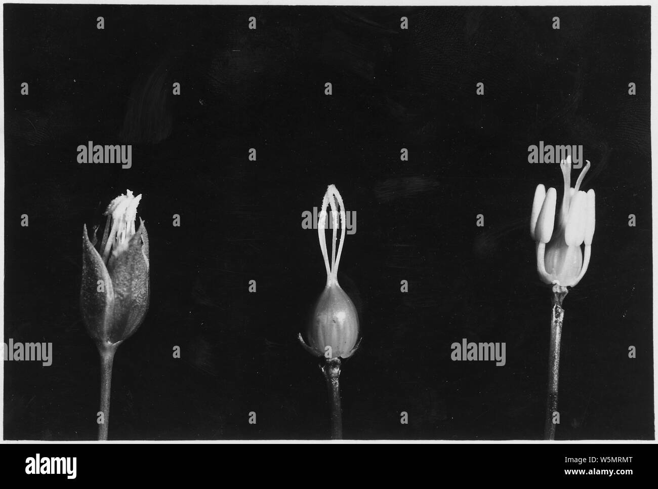 Flax flower in three stages of development Stock Photo - Alamy