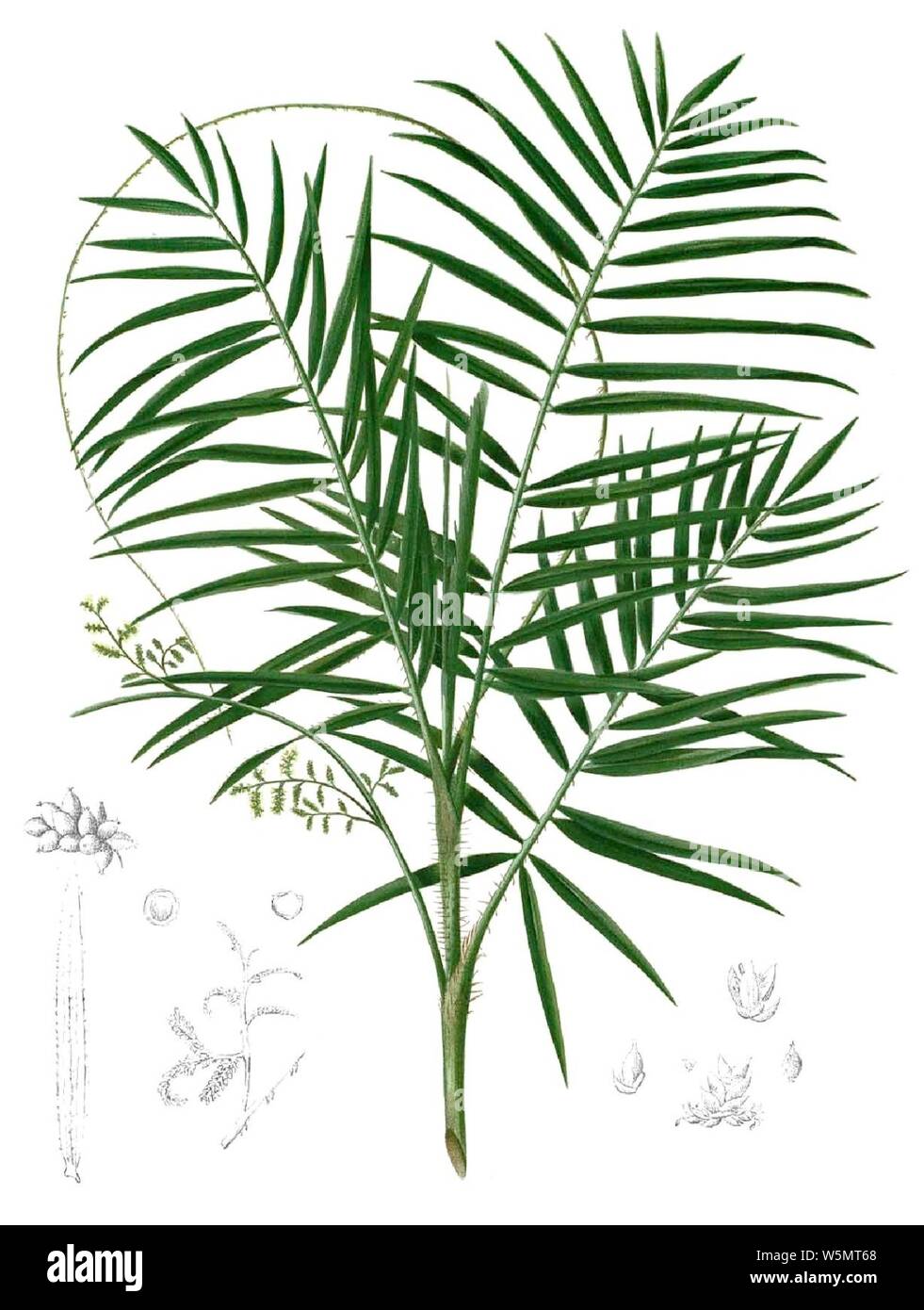Mollis Cut Out Stock Images & Pictures - Alamy