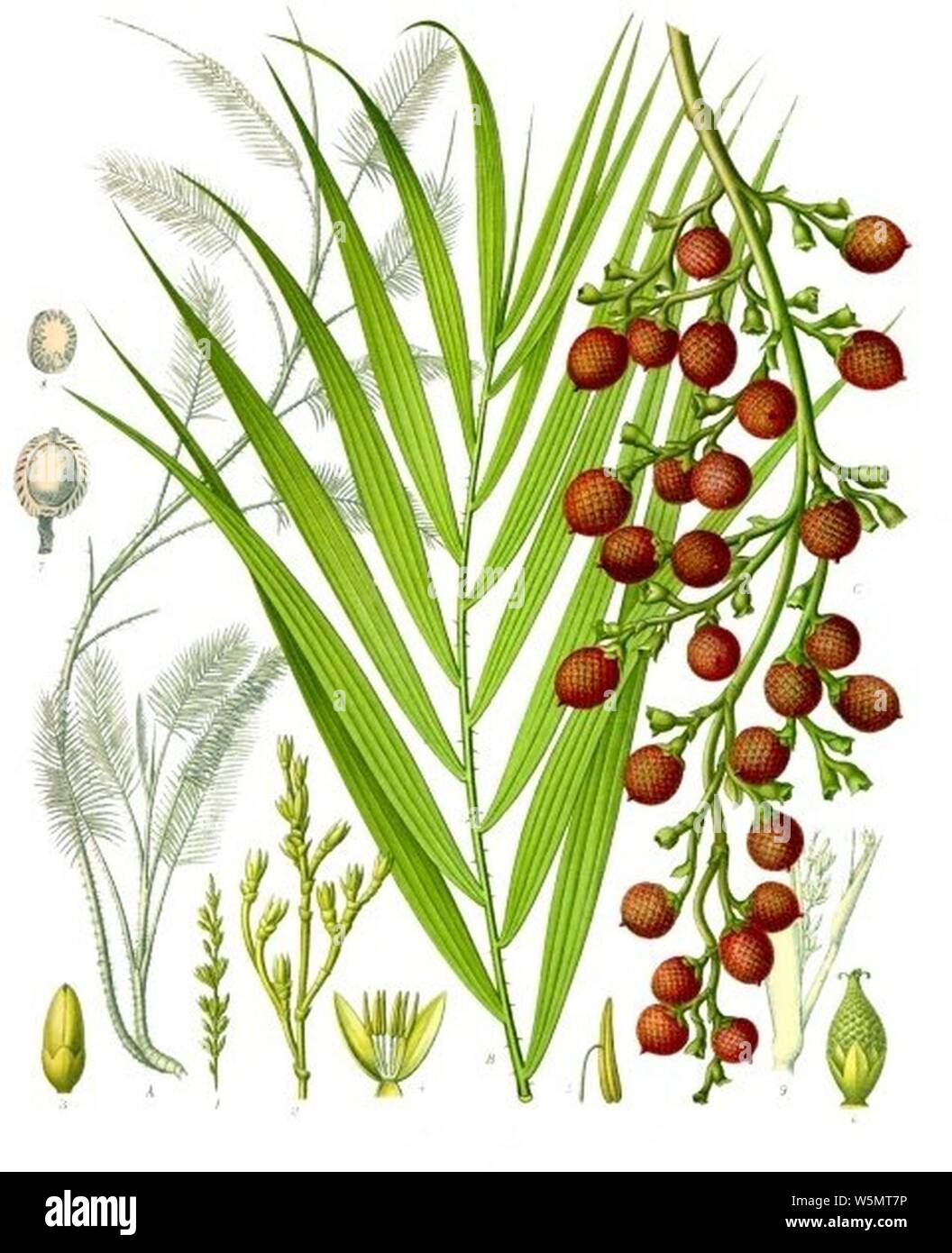 Daemonorops draco hi-res stock photography and images - Alamy