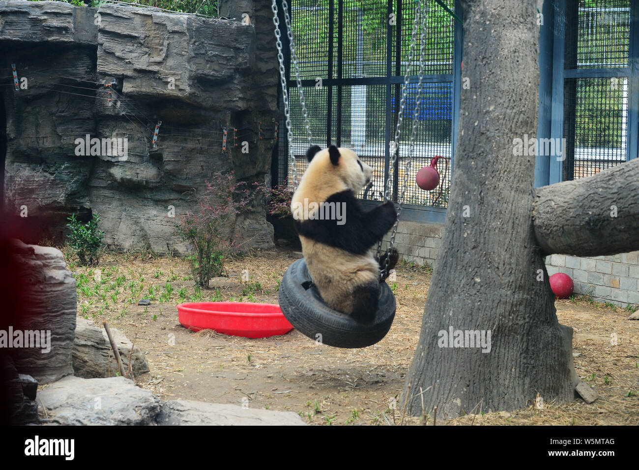 A giant panda is locked in a tire-made swing at Beijing zoo in Beijing ...