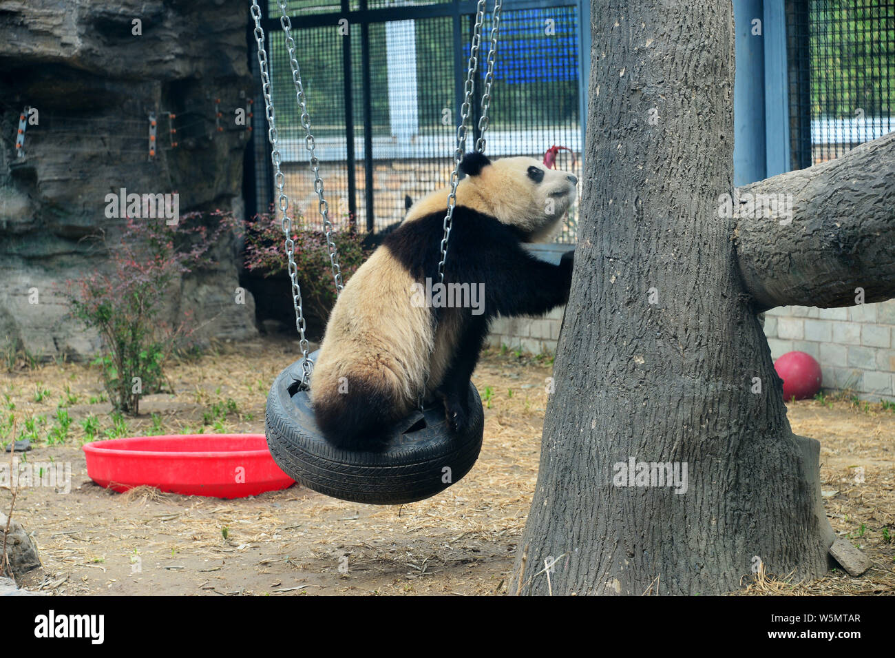 A giant panda is locked in a tire-made swing at Beijing zoo in Beijing ...