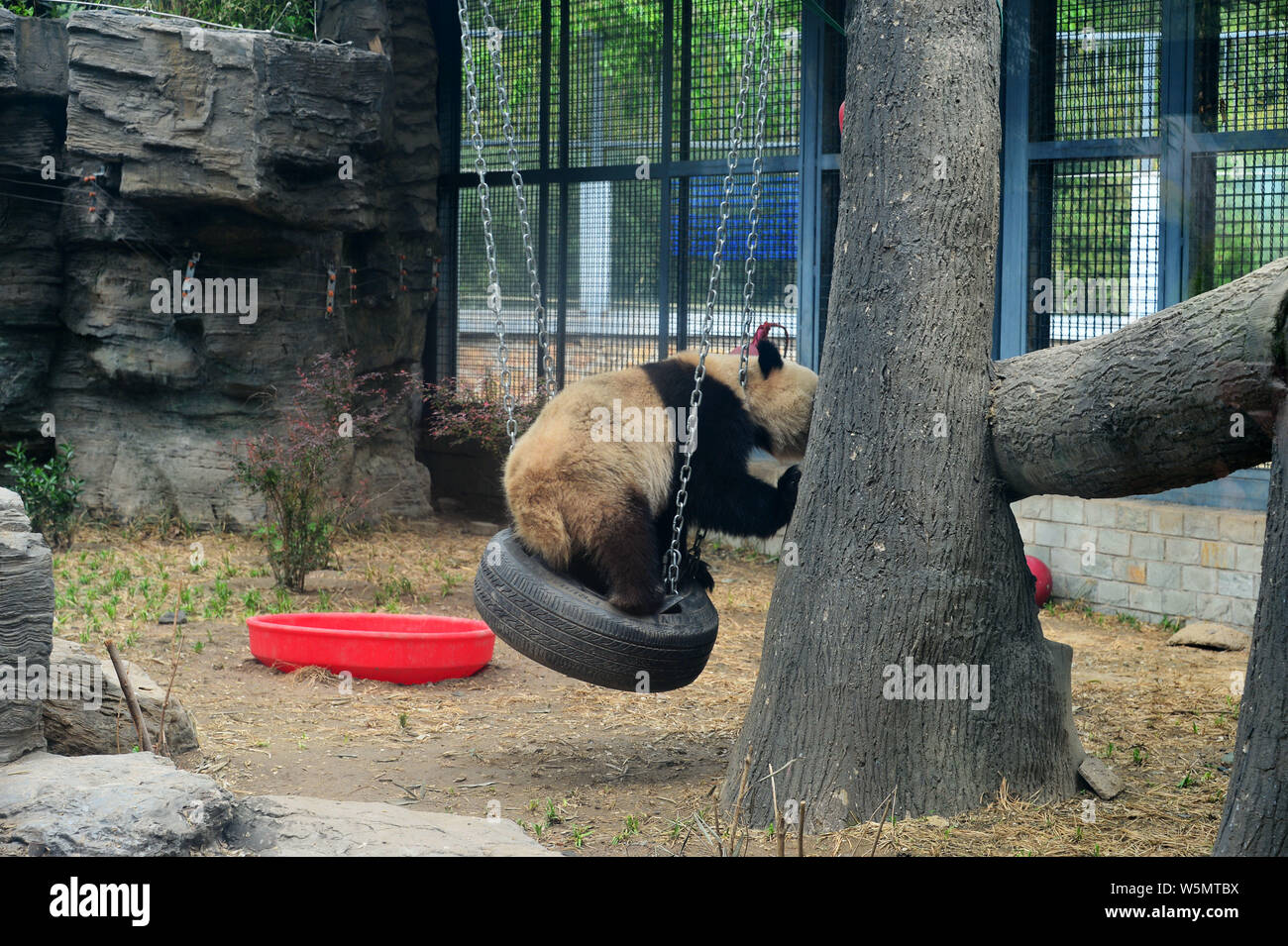 A giant panda is locked in a tire-made swing at Beijing zoo in Beijing ...