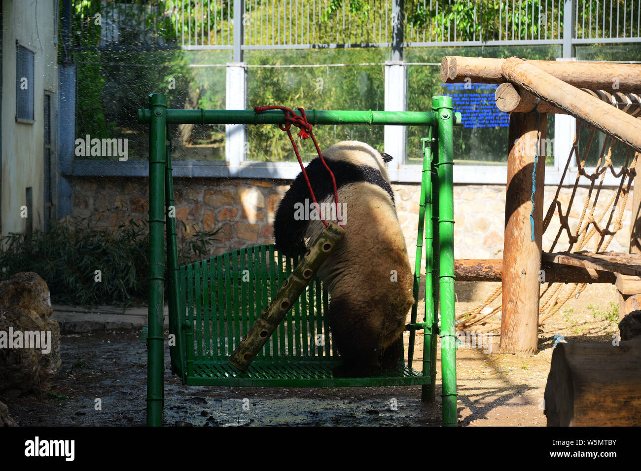 The giant panda Meng Lan has fun after being sprayed with water by its ...
