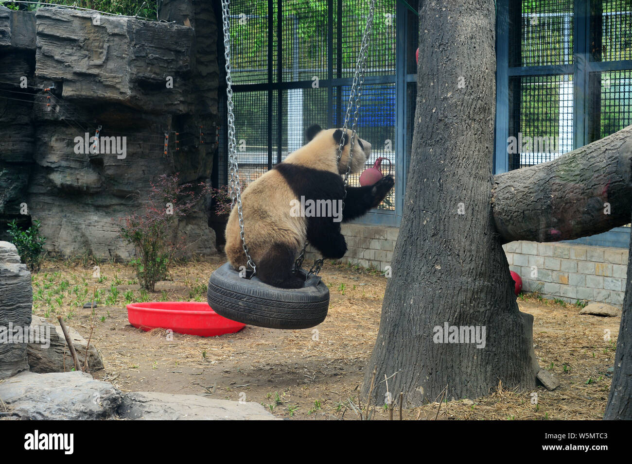 A giant panda is locked in a tire-made swing at Beijing zoo in Beijing ...