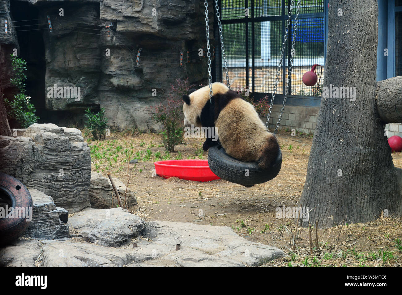 A giant panda is locked in a tire-made swing at Beijing zoo in Beijing ...