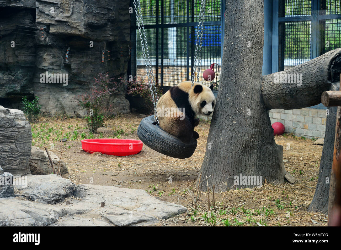 A giant panda is locked in a tire-made swing at Beijing zoo in Beijing ...