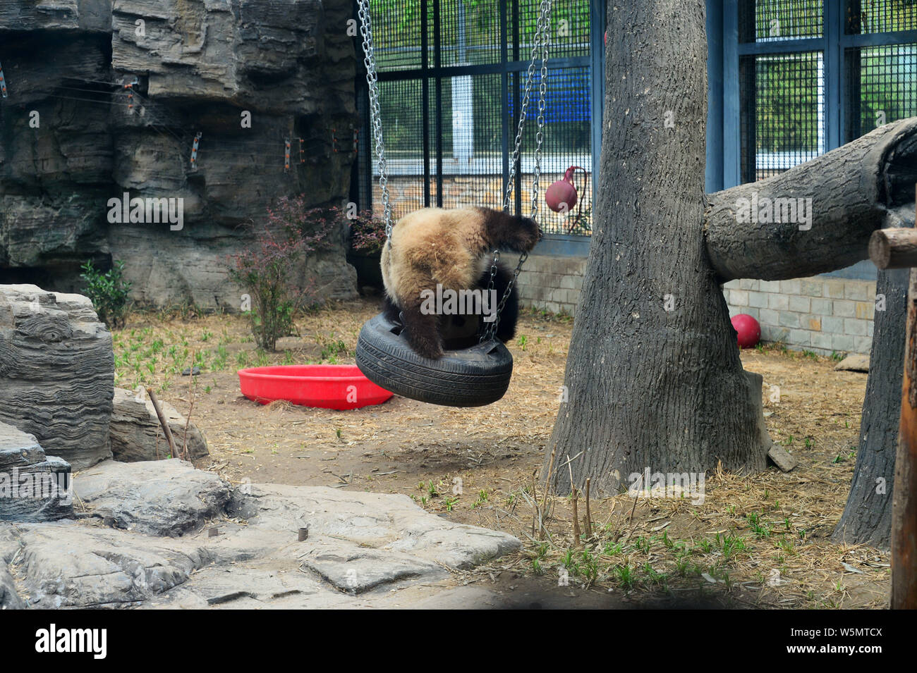 A giant panda is locked in a tire-made swing at Beijing zoo in Beijing ...