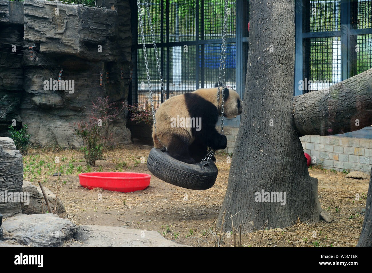 A giant panda is locked in a tire-made swing at Beijing zoo in Beijing ...