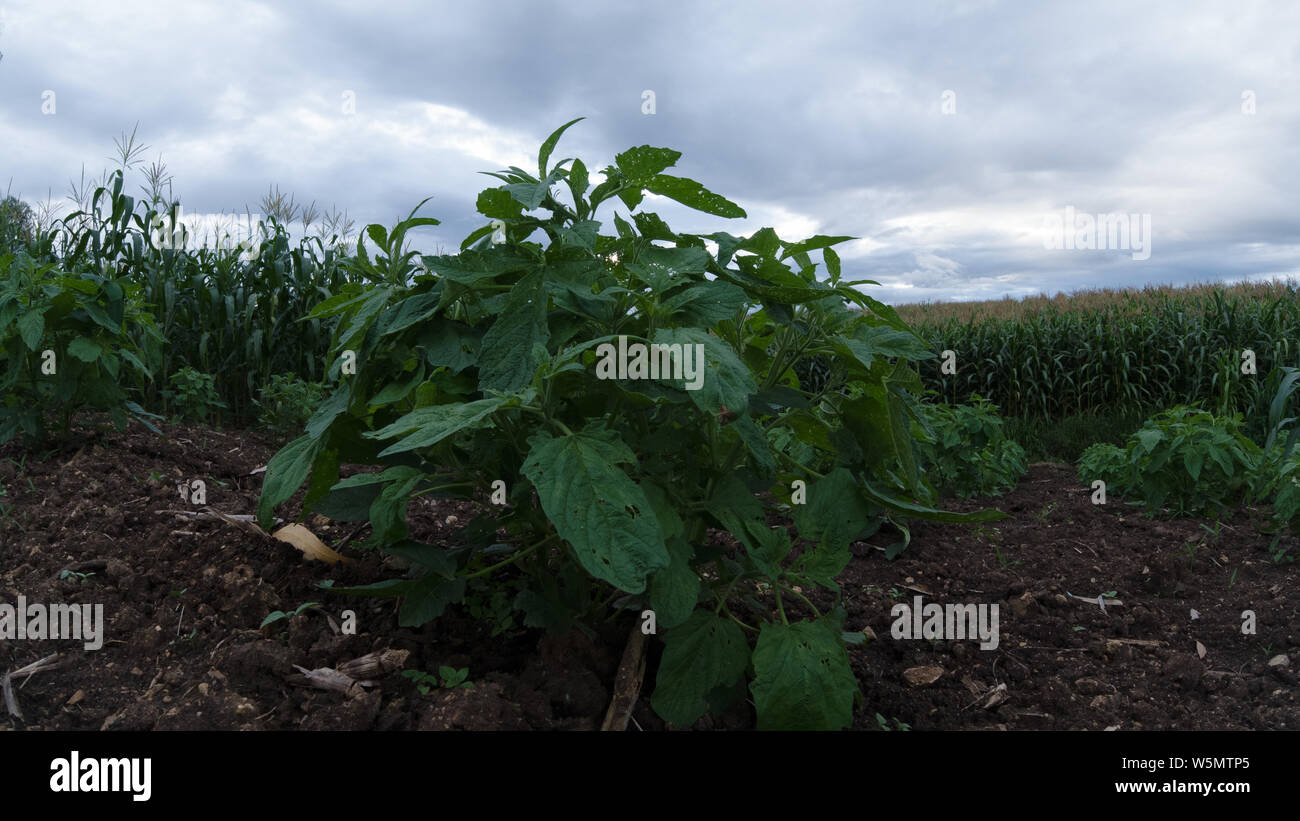 close up leaves sesame tree,Green sesame leaf growing in the tree white ...