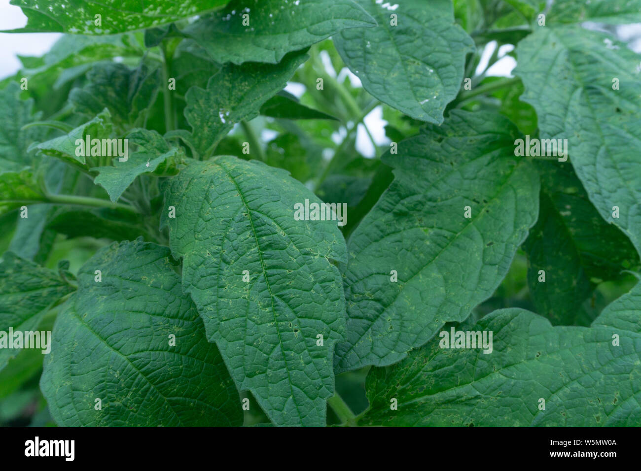Green sesame leaf growing in the tree white sesame tree agriculture ...
